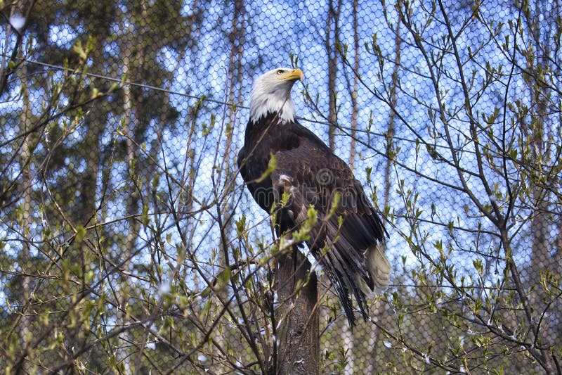 Bald Eagle in a Cage in a Zoo in Alaska Stock Photo - Image of caged ...