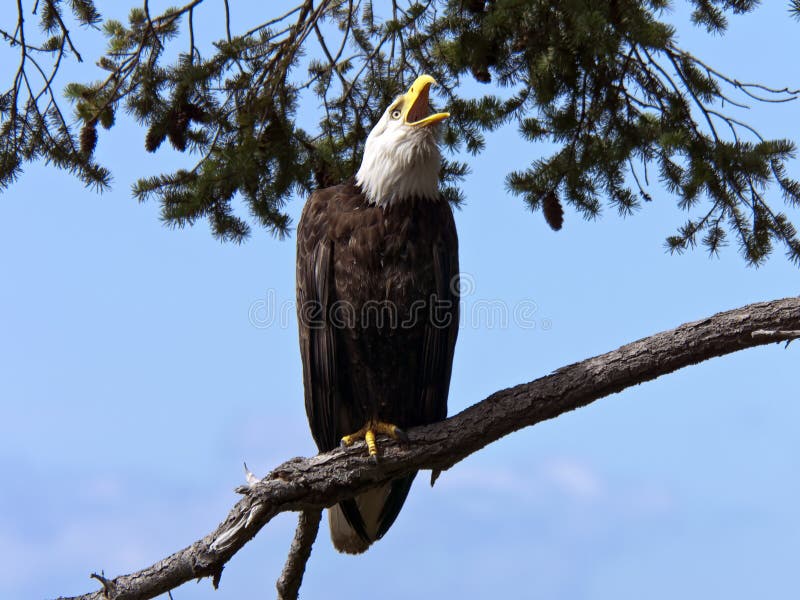 Bald Eagle Call stock photo. Image of species, call, bald - 14784798
