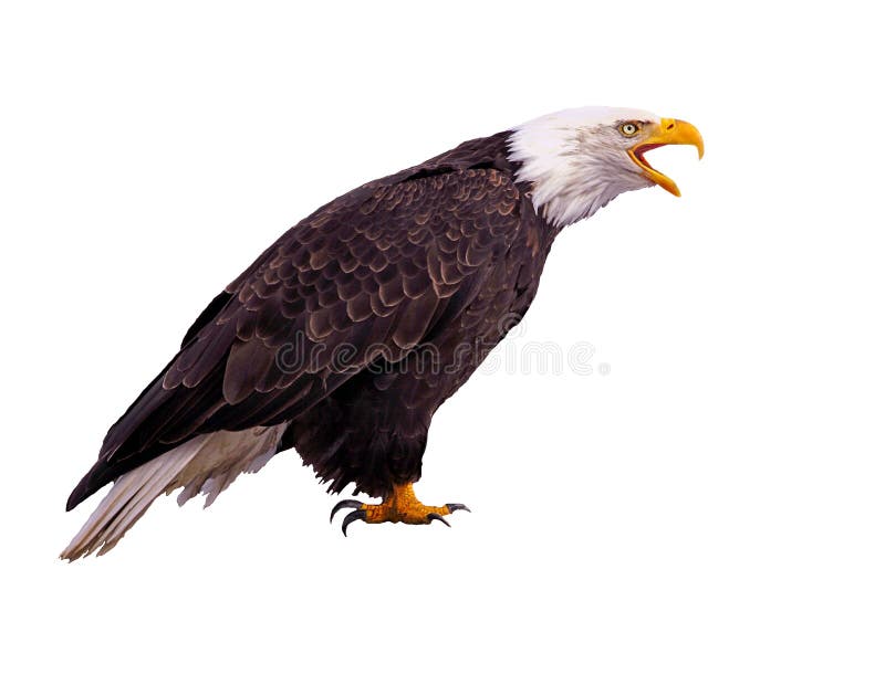 Bald Eagle Flight stock photo. Image of predator, baldeagle - 53258056