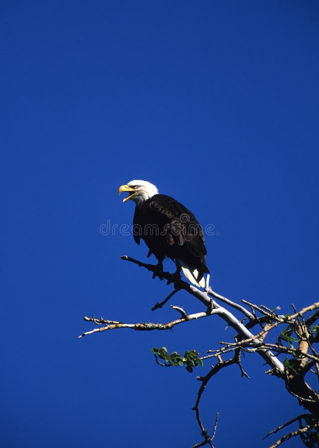 Bald Eagle Calling from Tree Stock Photo - Image of raptor, prey: 10516158