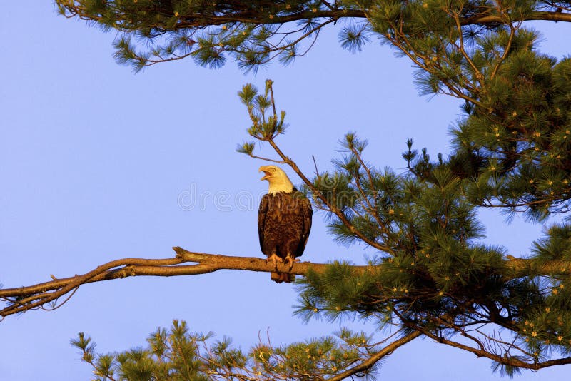 Bald Eagle Calls 809714 stock image. Image of calling - 184776089
