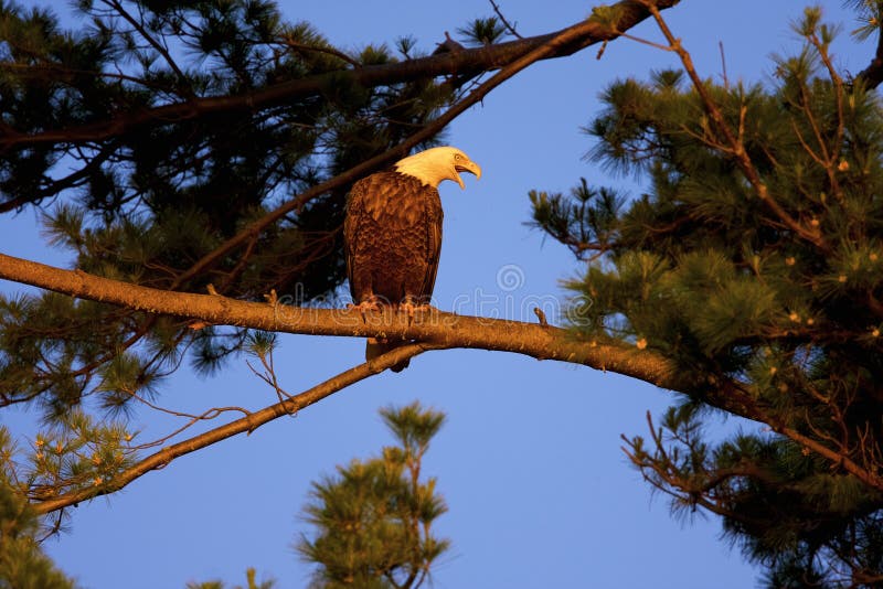 Bald Eagle Calls 809722 stock image. Image of prey, eagle - 184776187