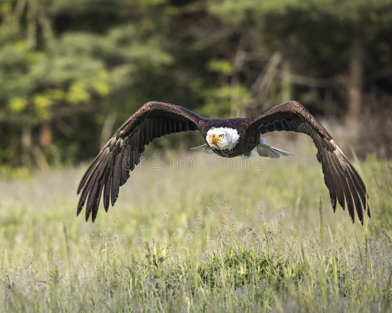 Bald Eagle Canadian Raptor Conservancy Stock Photo - Image of ...