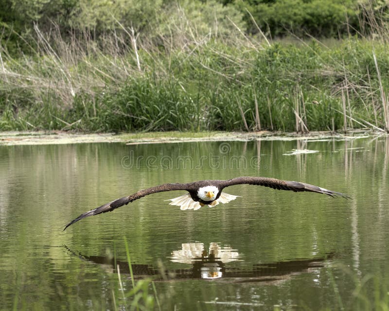 Bald Eagle Canadian Raptor Conservancy Stock Image - Image of migratory ...