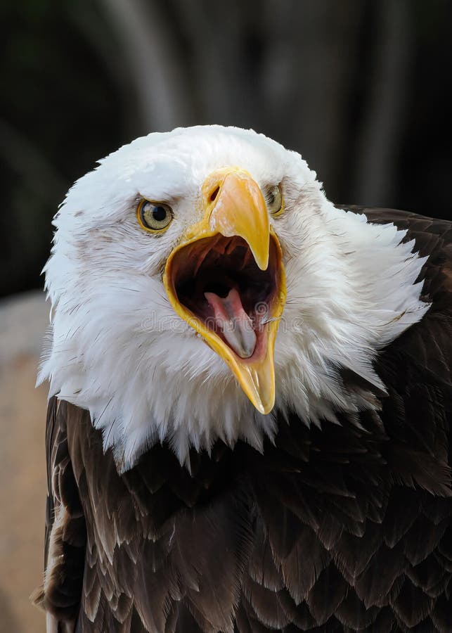 Screaming Eagle Head Screaming Eagle | Saints Row Wiki | Fandom