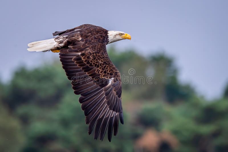 Bald Eagle Captured in Midflight Flying Low Over the Ground Stock Image ...