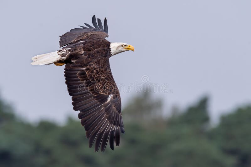 Bald Eagle Captured in Midflight Flying Low Over the Ground Stock Photo ...