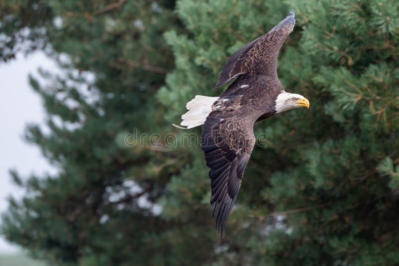 Bald Eagle Captured in Midflight Flying Low Over the Ground Stock Image ...