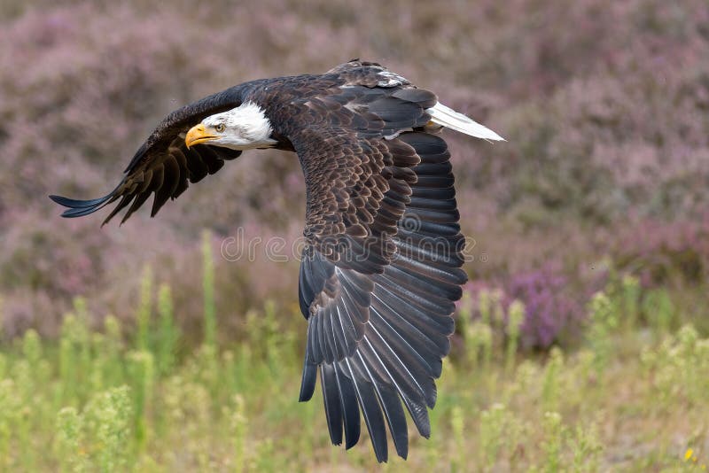 Bald Eagle Captured in Midflight Flying Low Over the Ground Stock Photo ...