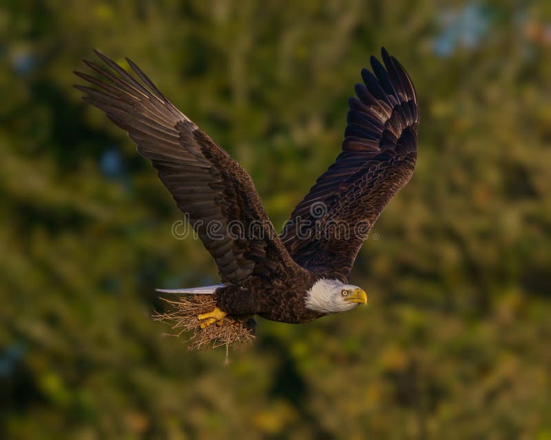Bald Eagle Carrying Nesting Materials Stock Photo - Image of standing ...