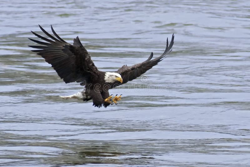 Bald Eagle Catching Fish stock image. Image of soaring - 27609765