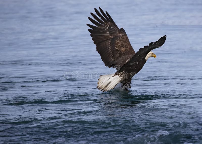 Bald Eagle catching fish stock photo. Image of alaska - 13081852