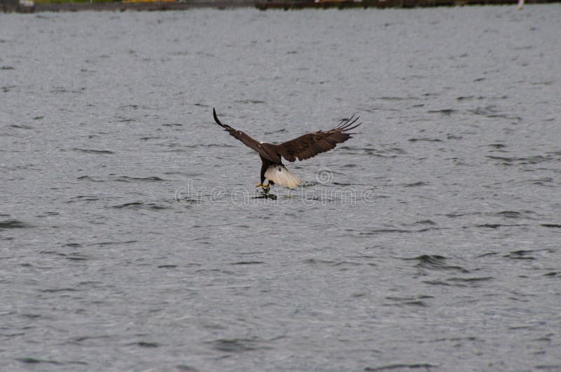 Bald Eagle catching prey stock photo. Image of seabird - 250942742