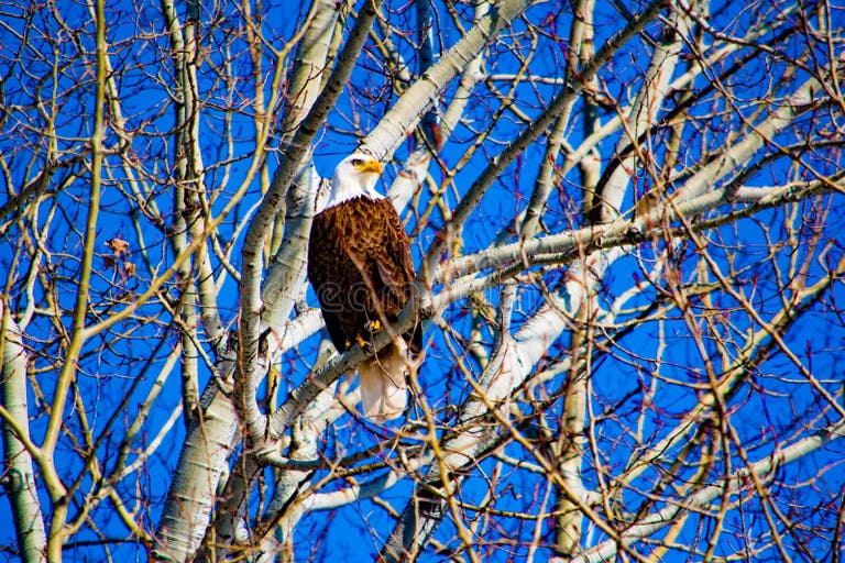 Naked Minnesota Girls Stock Photos - Free & Royalty-Free Stock Photos ...