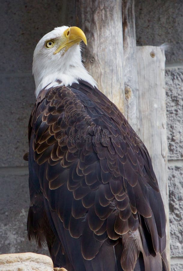 The bald eagle close-up stock image. Image of america - 59436461