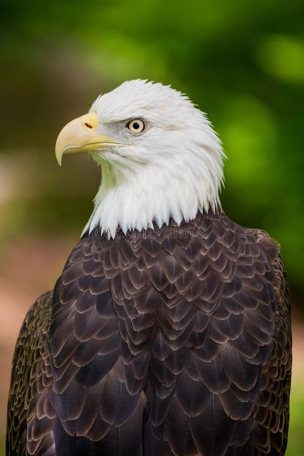 Bald Eagle Close Up Looking Left Portrait Stock Photos - Free & Royalty ...