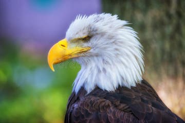 277 Bald Eagle Head Side View Stock Photos - Free & Royalty-Free Stock ...