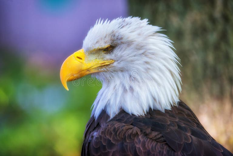 456 Bald Eagle Side View Stock Photos - Free & Royalty-Free Stock ...