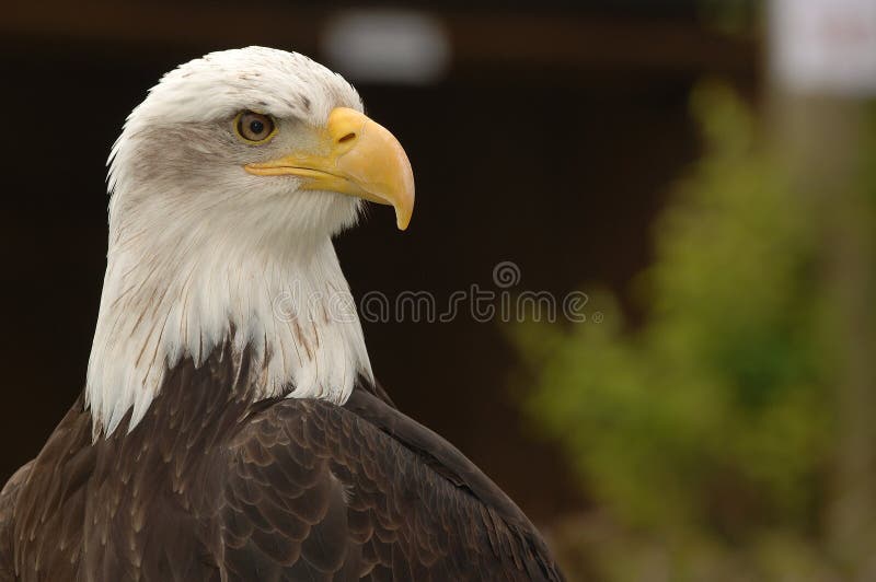 Bald Eagle Closeup stock photo. Image of natural, stern - 2234734