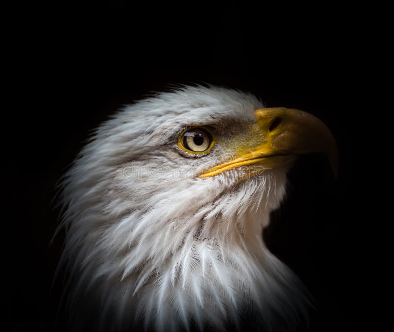 A Bald Eagle Closeup Creative Edit, Copy Space Stock Image - Image of ...