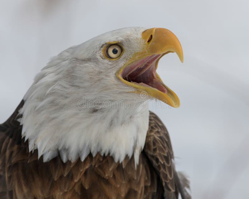Bald Eagle Profile Portrait Against White Background Stock Photo ...