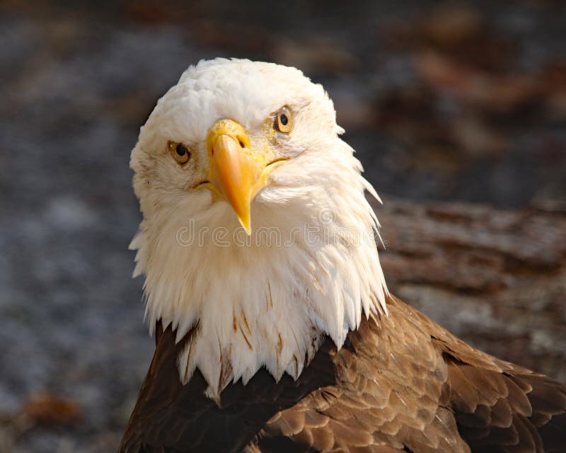 Bald Eagle closeup, Bald Eagle looking forward with brilliant yellow ...