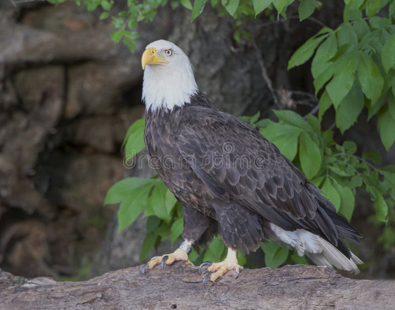 Bald Eagle closeup sitting on a downed tree, A Bald Eagle closeup ...