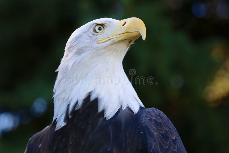 Bald Eagle Close Up stock photo. Image of bald, american - 66052934