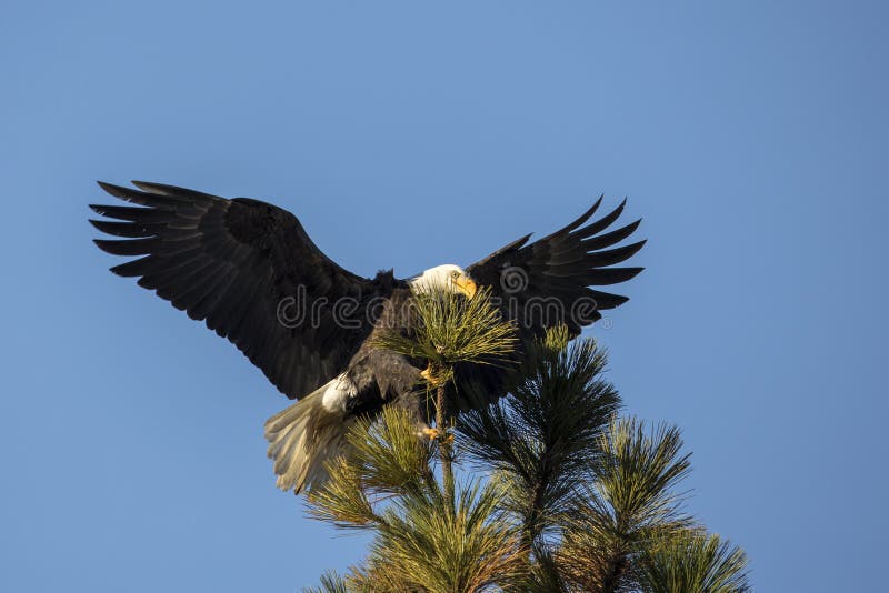 271 Bald Eagle Landing Tree Stock Photos - Free & Royalty-Free Stock ...
