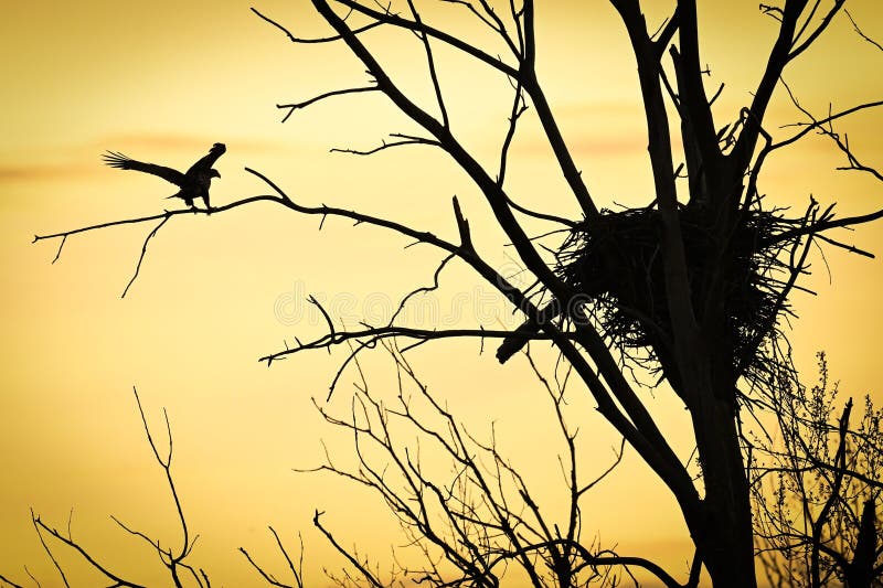 Bald Eagle Comes in for a Two Point Landing at Sunset As it Looks at ...