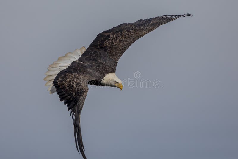 294 Conowingo Stock Photos - Free & Royalty-Free Stock Photos from ...