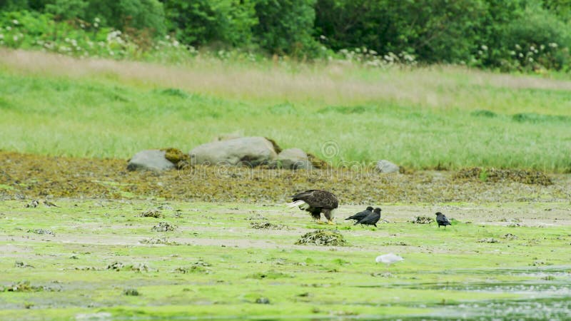 A Bald Eagle and Crows Interact by the Water Grass River. Stock Footage ...