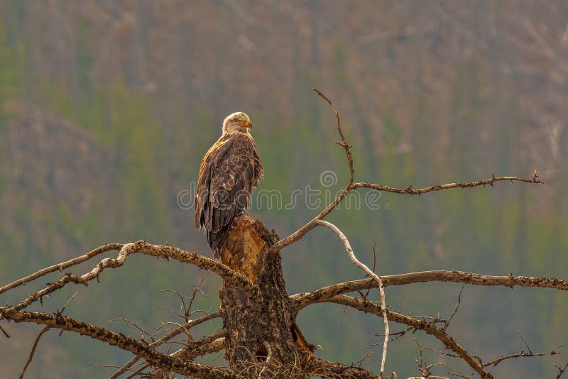Bald Eagle on Dead Tree Perch Stock Image - Image of raptor, bird ...