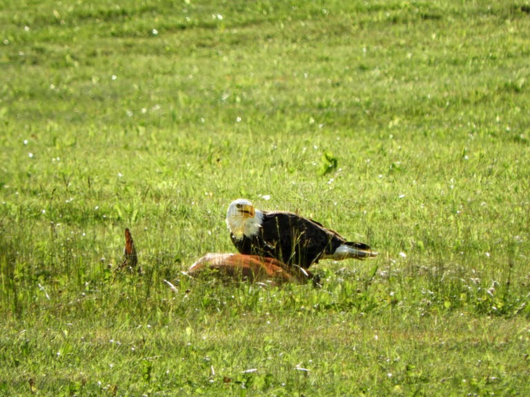 35 Fish Eagle Stock Photos - Free & Royalty-Free Stock Photos from ...