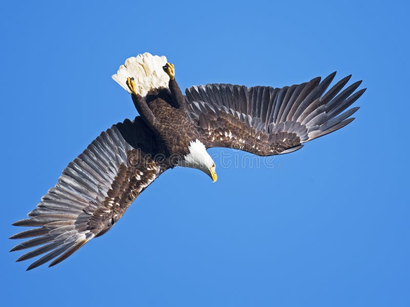 Bald Eagle Diving stock photo. Image of flying, leucocephalus - 81736790