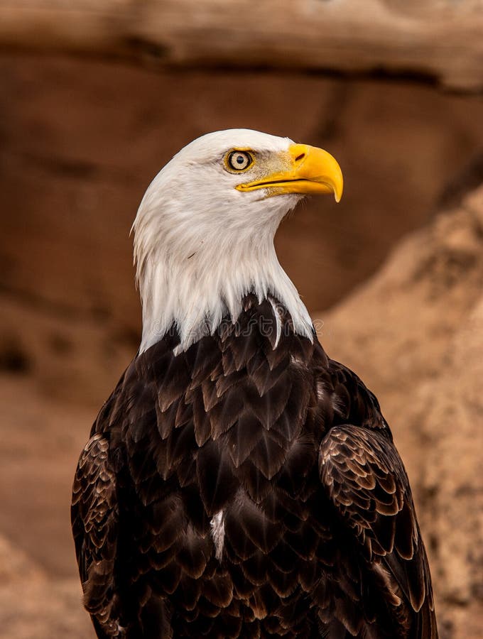 Eagl Stock Photos - Free & Royalty-Free Stock Photos from Dreamstime