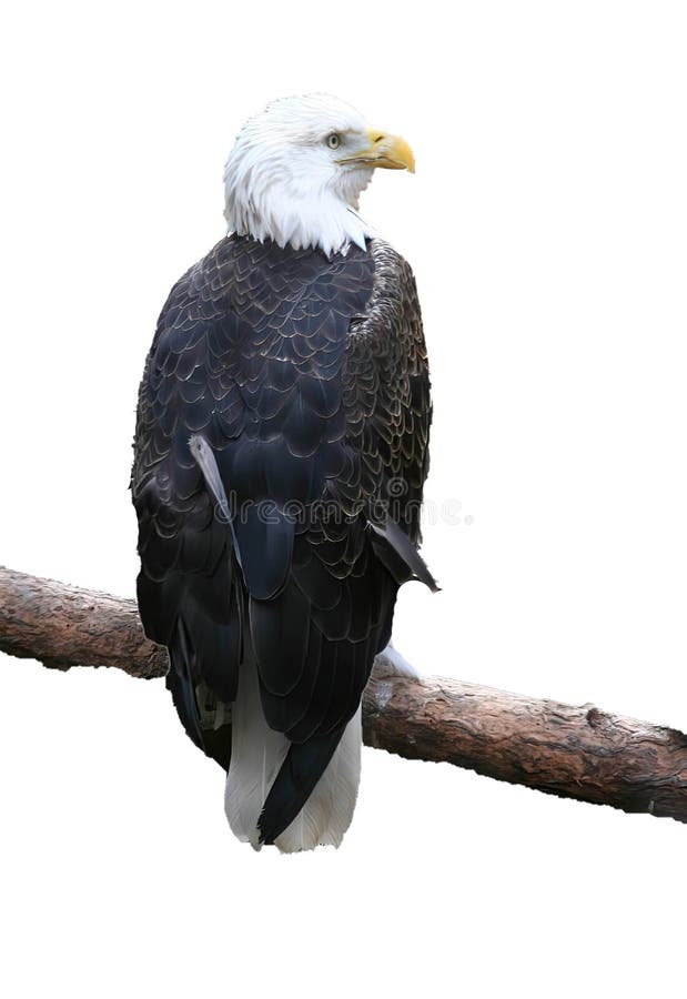 Bald Eagle Desert Stock Photos - Free & Royalty-Free Stock Photos from ...