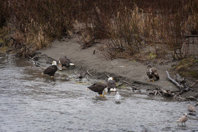 Bald Eagle stock image. Image of bald, outdoors, carcass - 64336209