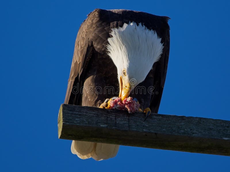 Bald Eagle eating its prey stock photo. Image of birding - 306336398