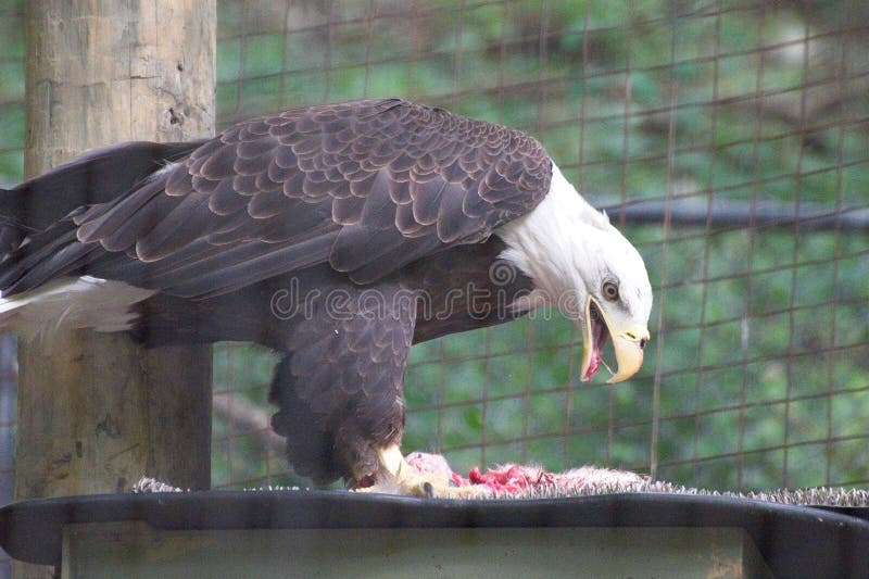 Bald Eagle Eating Meat in an Enclosure Stock Photo - Image of bird ...