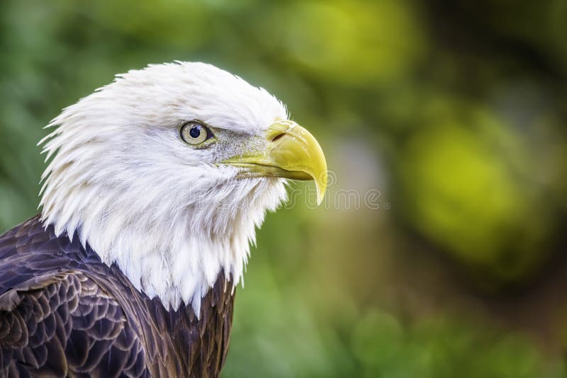 413 Eagle Side Face Stock Photos - Free & Royalty-Free Stock Photos ...