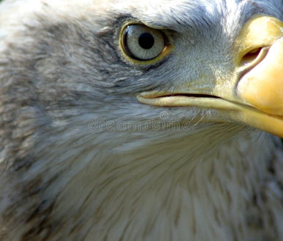 Bald eagle eye stock image. Image of eagle, hawk, falcon - 6274047