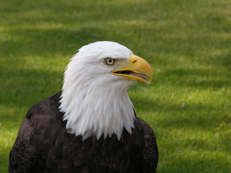 Bald Eagle Facing Right 2 stock image. Image of perch - 1048613