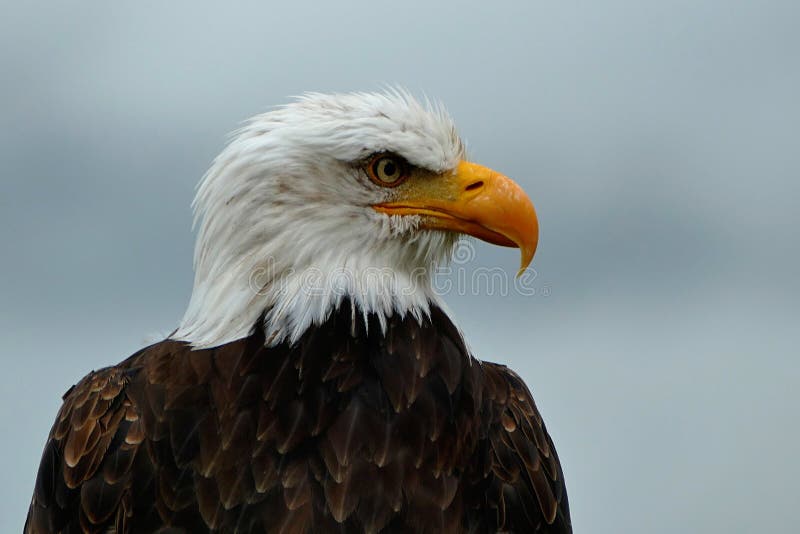 Bald Eagle facing right stock image. Image of prey, light - 104539087