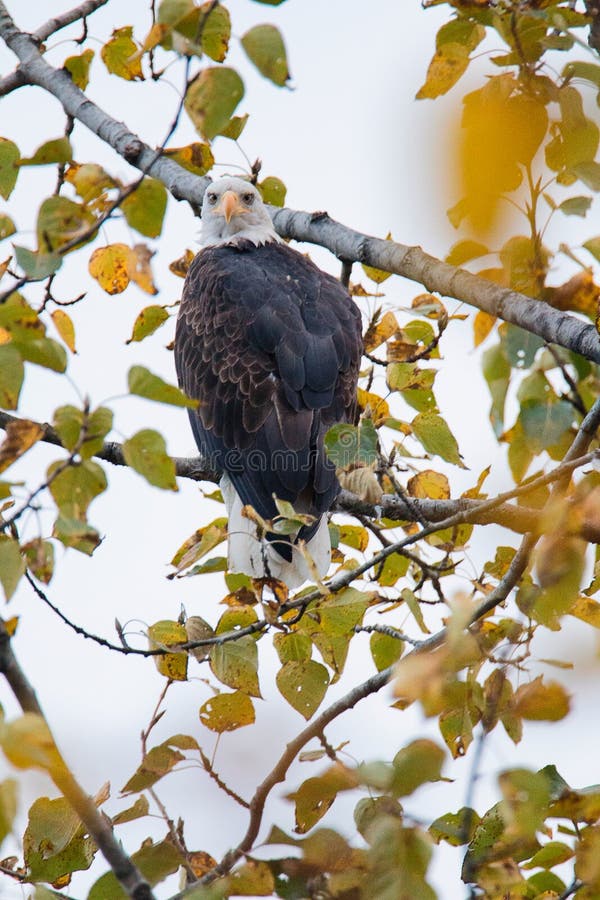 Bald Eagle in Fall stock photo. Image of animal, bird - 180067730
