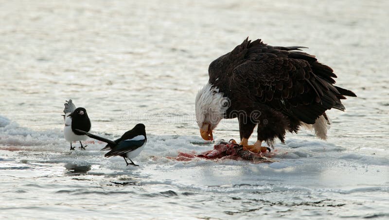 Bald Eagle feeding stock image. Image of bird, feathers - 22579023