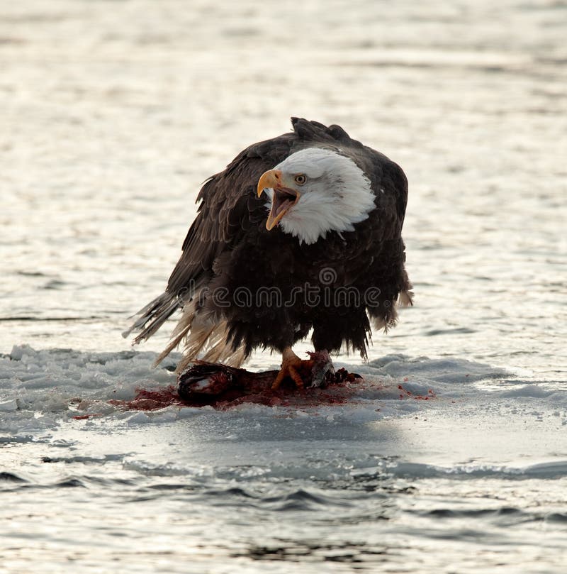 Bald Eagle feeding stock photo. Image of american, bald - 22579076