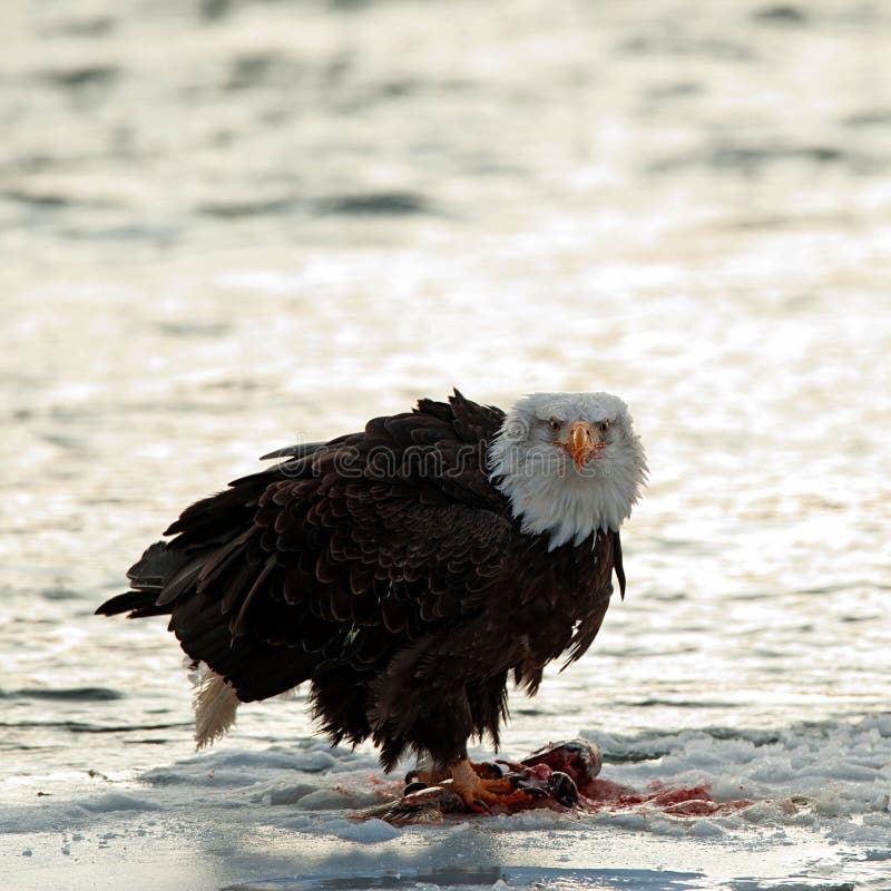 Bald Eagle feeding stock image. Image of flight, american - 22619329