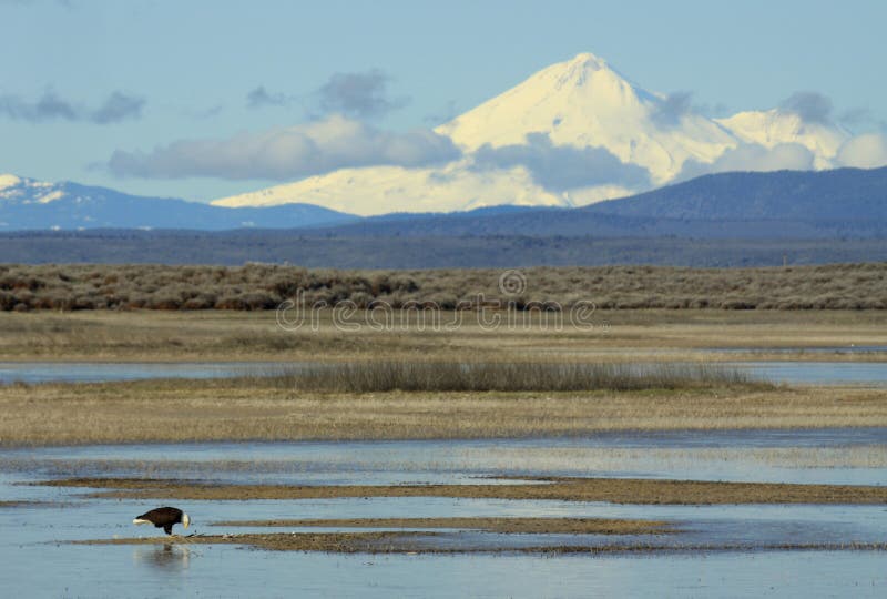 Bald Eagle Ground Marsh Stock Photos - Free & Royalty-Free Stock Photos ... Bald Eagle Ground Marsh Stock Photos - Free & Royalty-Free Stock Photos ...