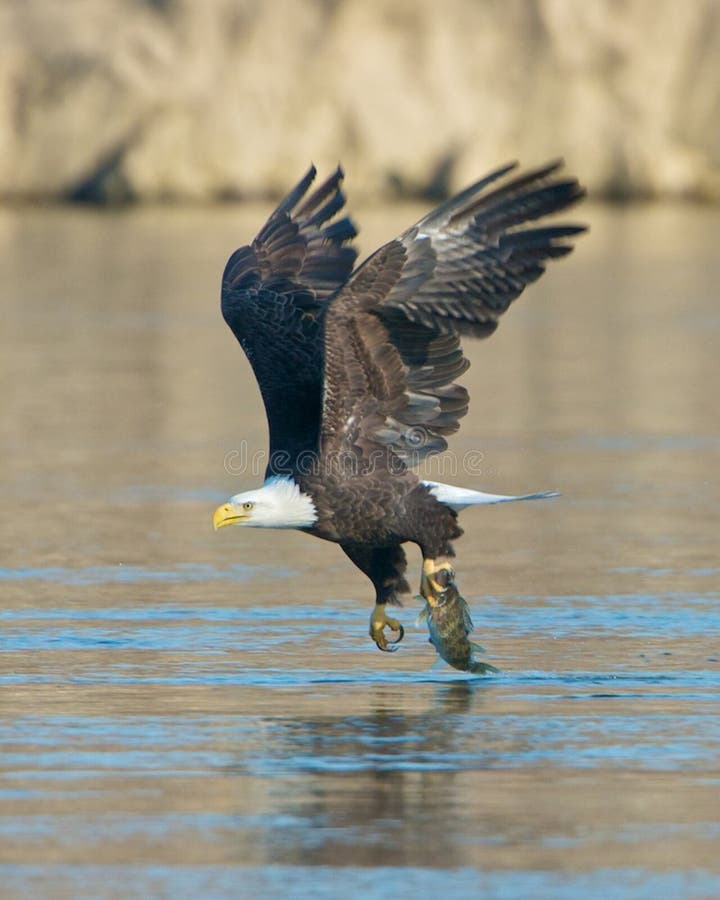 Bald Eagle Flying with Fish. Stock Photo - Image of bald, catching ...